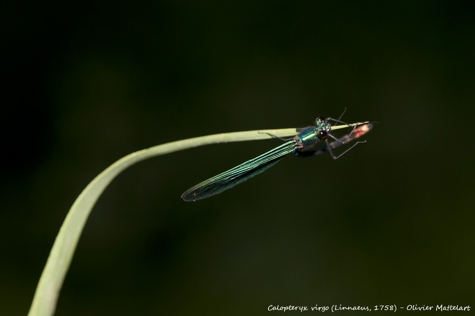 Calopteryx virgo (Linnaeus, 1758) : le Caloptéryx vierge | Olivier ... Calopteryx virgo (Linnaeus, 1758) : le Caloptéryx vierge | Olivier ...